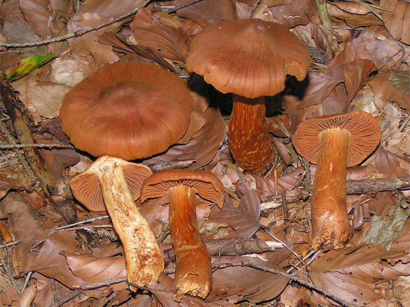 Orellanine: Kidney Failure by Mushroom | Nature's Poisons
