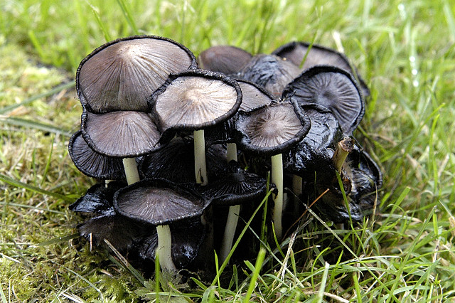 Coprine: Alcohol Poisoning From Mushrooms? | Nature's Poisons