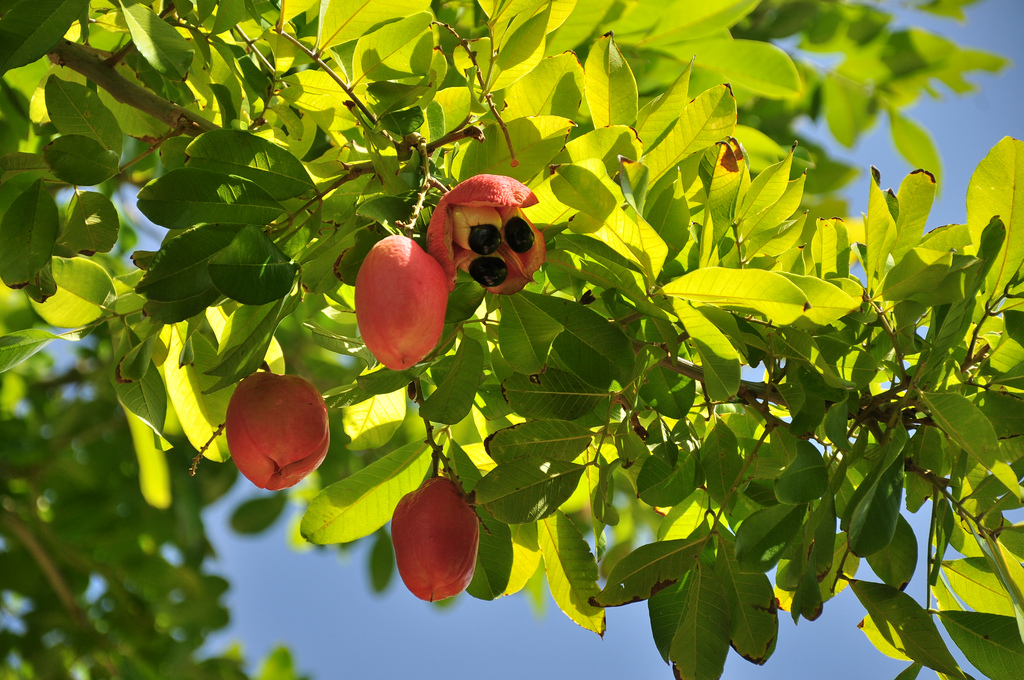Ackee Fruit: Deadly and Delicious | Nature's Poisons