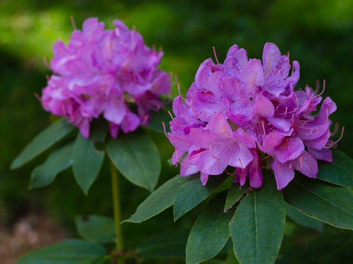 Grayanotoxins: Of Rhododendrons and Mad Honey | Nature's Poisons