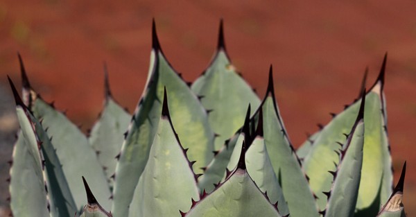 Agave: And Then There was Tequila . . . and Dermatitis | Nature's Poisons