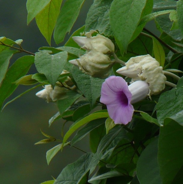 Hawaiian Baby Woodrose: Ergine, the Not Quite LSD | Nature's Poisons