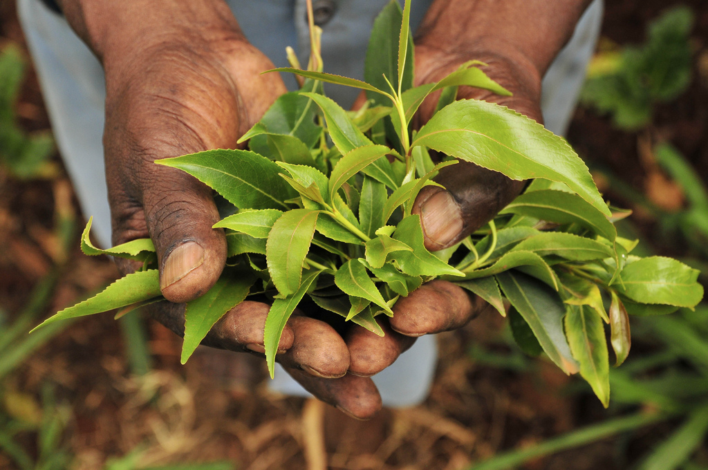Khat: History, Chemistry and Moral Panic | Nature's Poisons