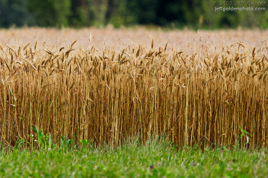 Vomitoxin: It Does Exactly What You Think It Does | Nature's Poisons