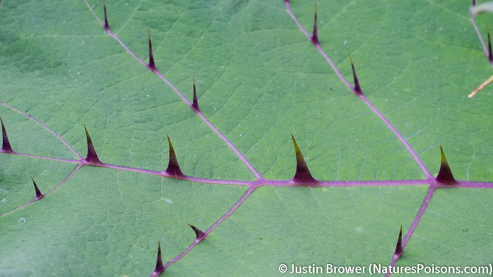 Nature’s Not Just Poisonous, She’s Sharp and Wants to Hurt You Too ...