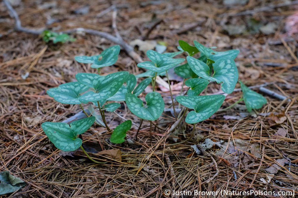 Wild Ginger: It’s Wild, Not Exactly Ginger, and Potentially Deadly ...