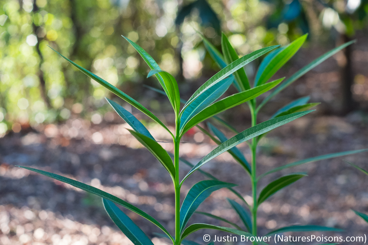 Oleander: Poisonous and Kind of a Dick | Nature's Poisons