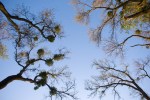 Mistletoe: Passionate Plant or Poisonous Parasite? | Nature's Poisons