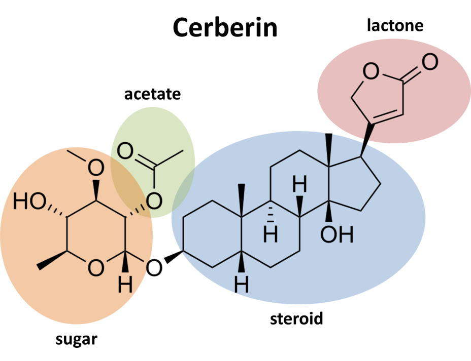 Cerberin: The Heartbreaker of the Suicide Tree | Nature's Poisons