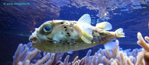 Tetrodotoxin: The Paralytic Pufferfish Poison | Nature's Poisons