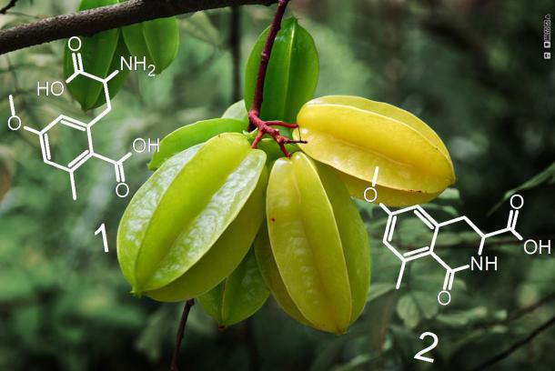 Starfruit: Which Came First, the Hiccups or Kidney Failure? | Nature's ...