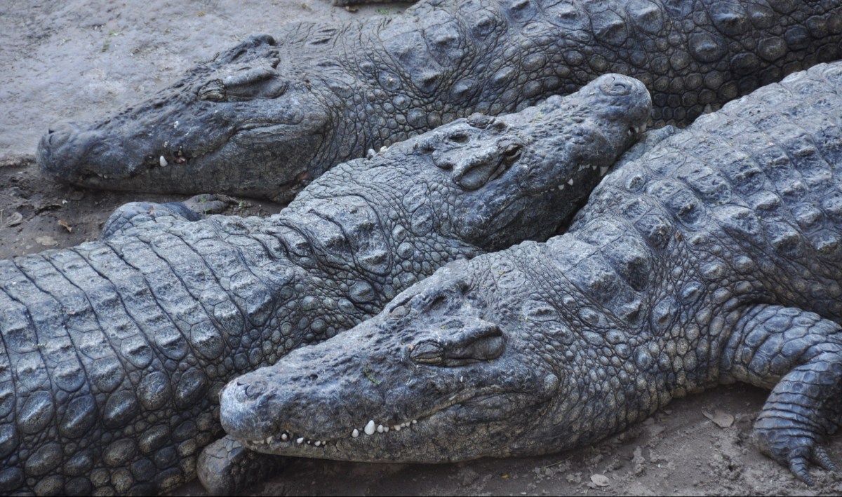 The Mistaken Case of Crocodile Bile | Nature's Poisons