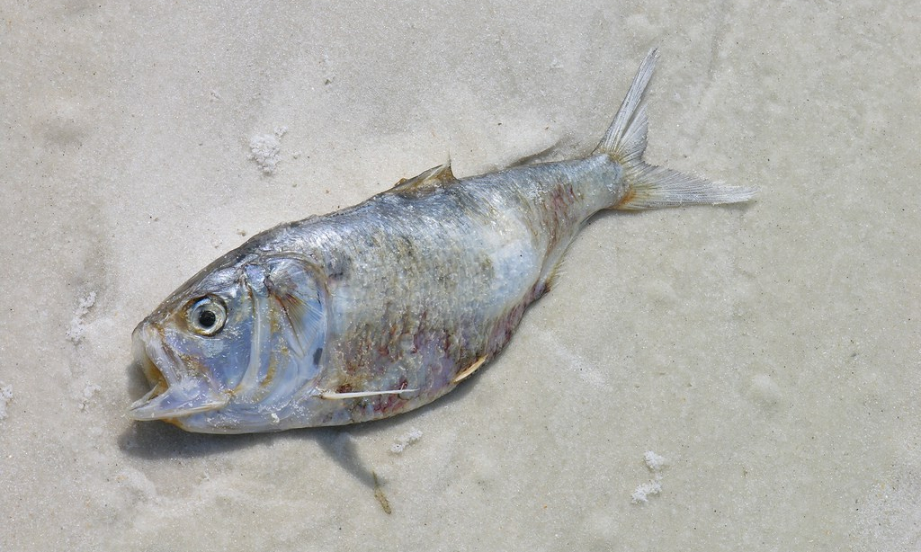 Nature's Poisons | Nature is out to get us