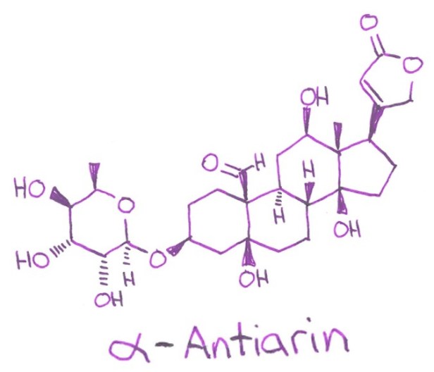 Antiarin and the Legend of the Upas Tree | Nature's Poisons