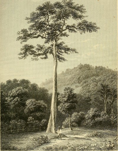 Antiarin and the Legend of the Upas Tree | Nature's Poisons